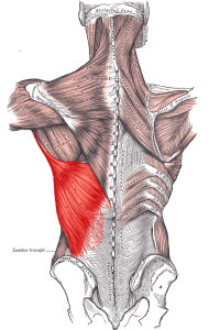 Biggest Muscles In The Body - Top 10 List - FitForTheWin