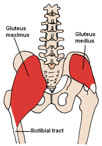 Biggest Muscles In The Body - Top 10 List - FitForTheWin